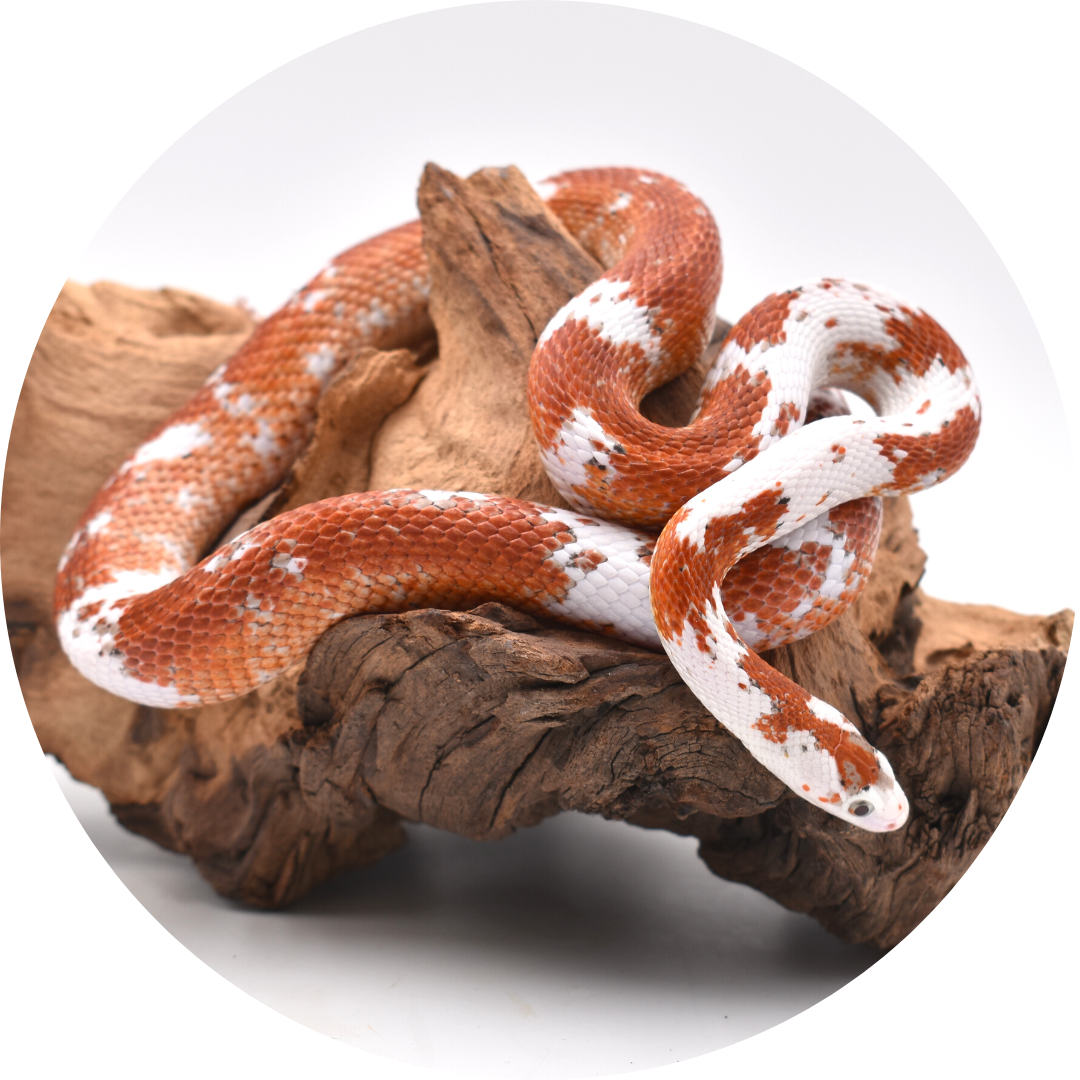 Vente de reptiles en ligne : FG Reptiles